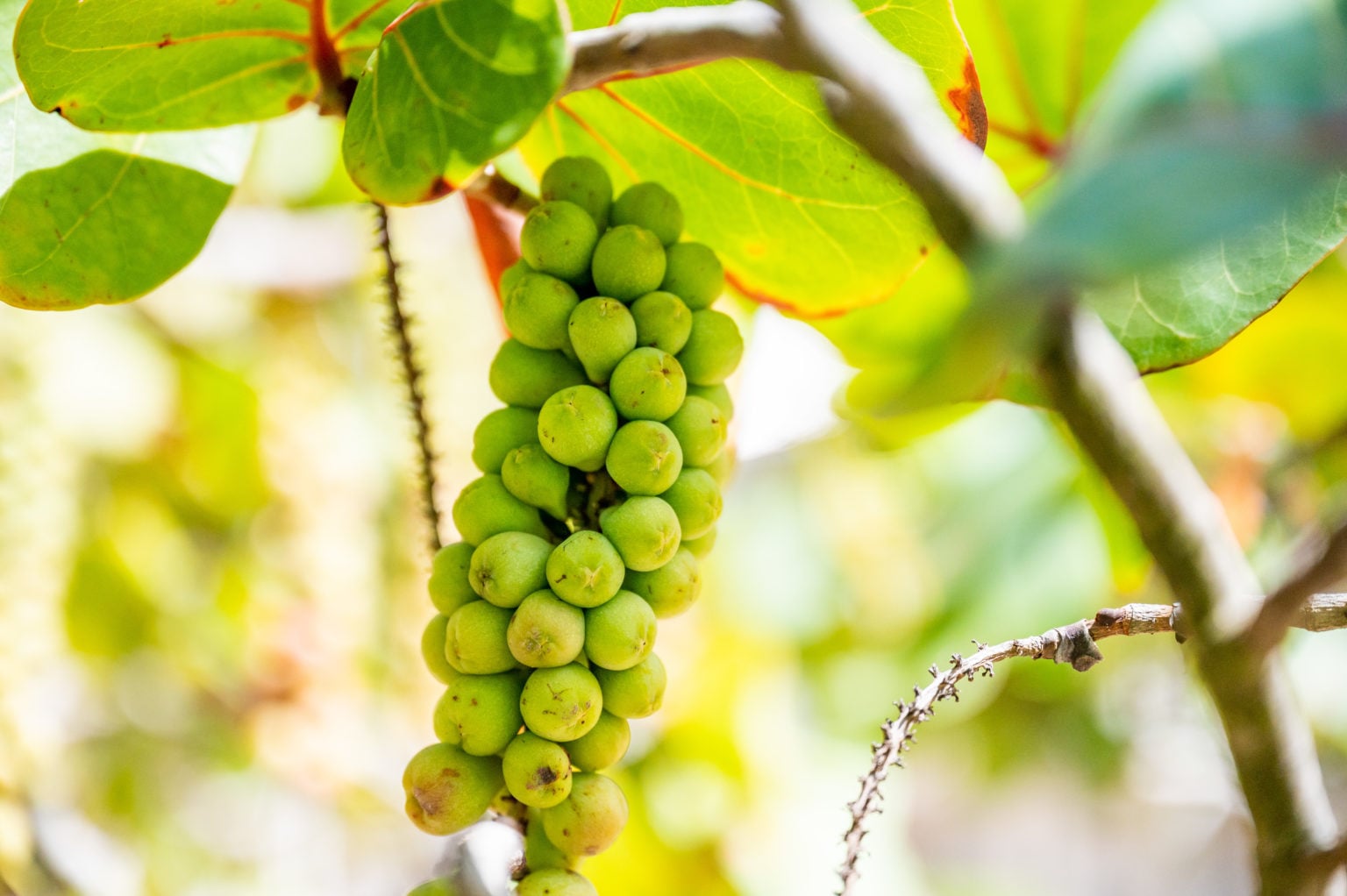 Sea Grapes: Feel Free to Savor This Taste of the Caribbean