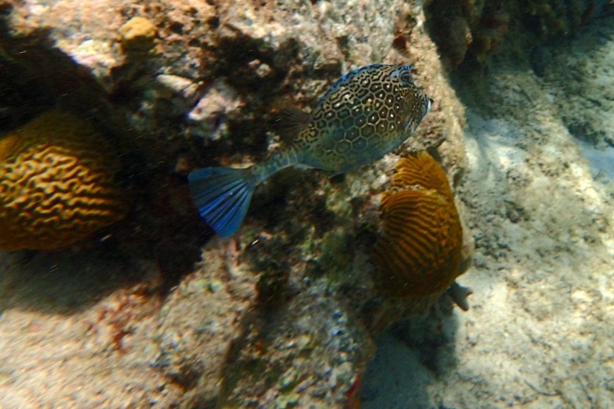 The Secret to Snorkeling Creole Rock, St. Martin