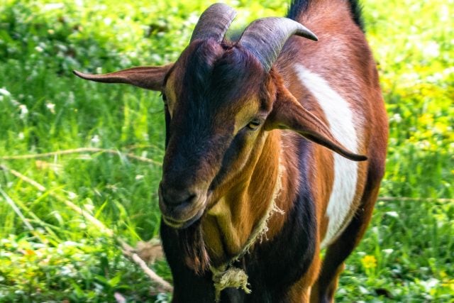 goat Archives - Uncommon Caribbean