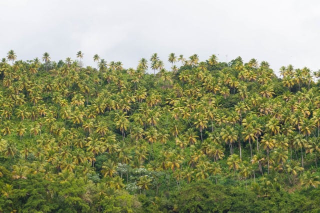 Samaná, The REAL Coconut Coast of The Dominican Republic